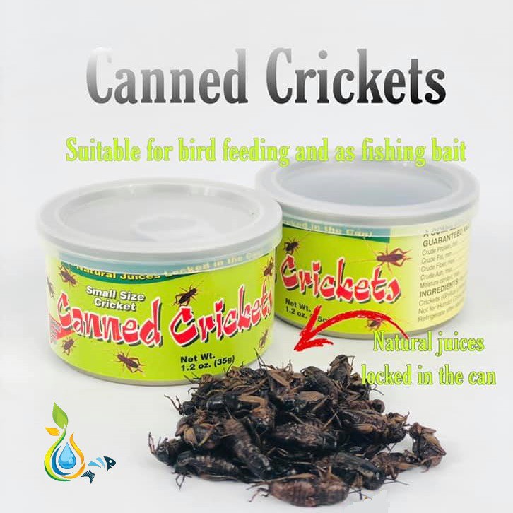 Canned Crickets Small Size 35g | Shopee Malaysia