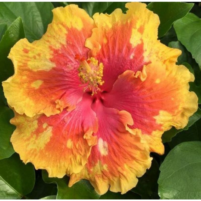 Part 2/6 : Pokok Bunga Raya Hybrid Sea Hibiscus Variegata Variegated ...