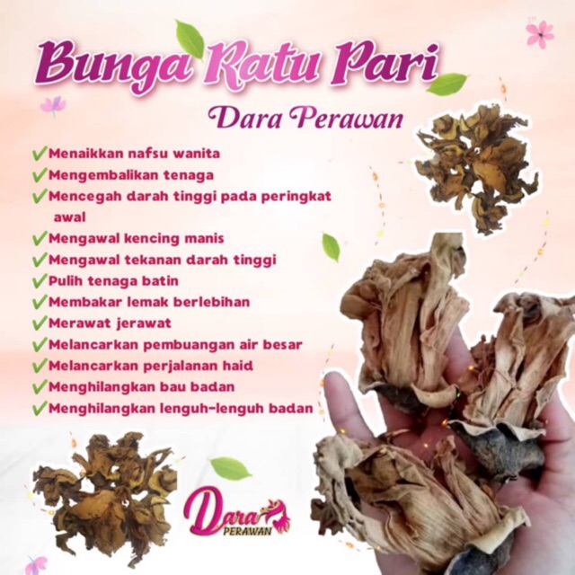 🔥RATU PARI DARA PERAWAN / BUNGA MUKMIN GRED AAA | Shopee Malaysia
