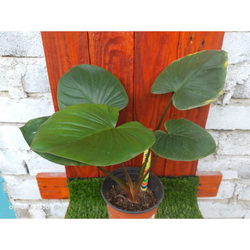 Keladi / kemoyang batang merah gelap. | Shopee Malaysia