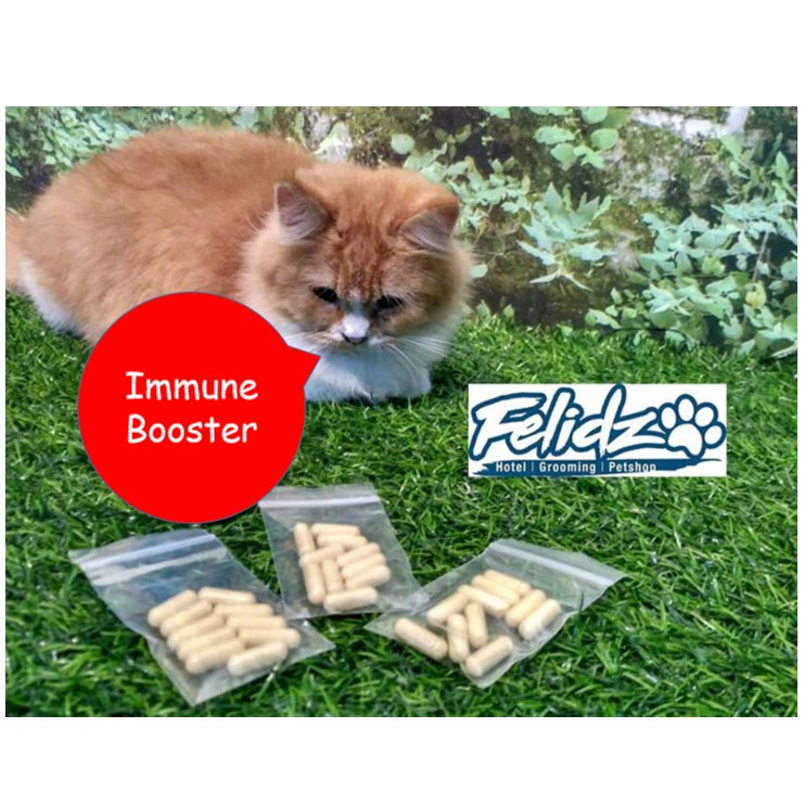 Immune Booster Cat Supplement (1 Capsule) | Shopee Malaysia