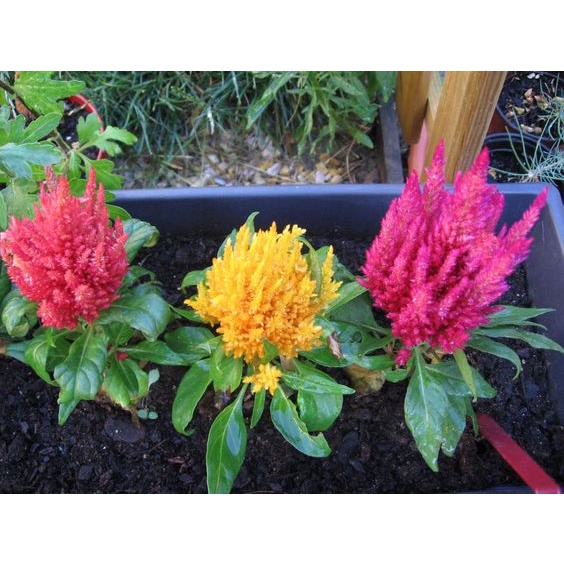 Celosia Cockscomb Celosia Cristata real live outdoor plant 鸡冠花 anak ...
