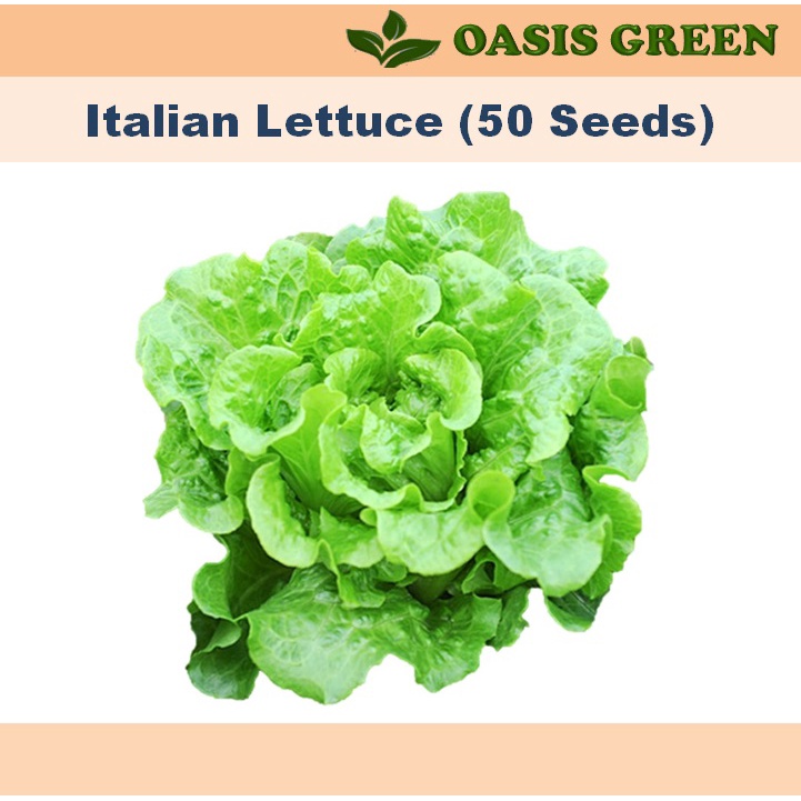 Biji Benih / Vegetable Seed /FLOWER SEEDS /SAYUR/BUNGA/BUAH BENDI ...