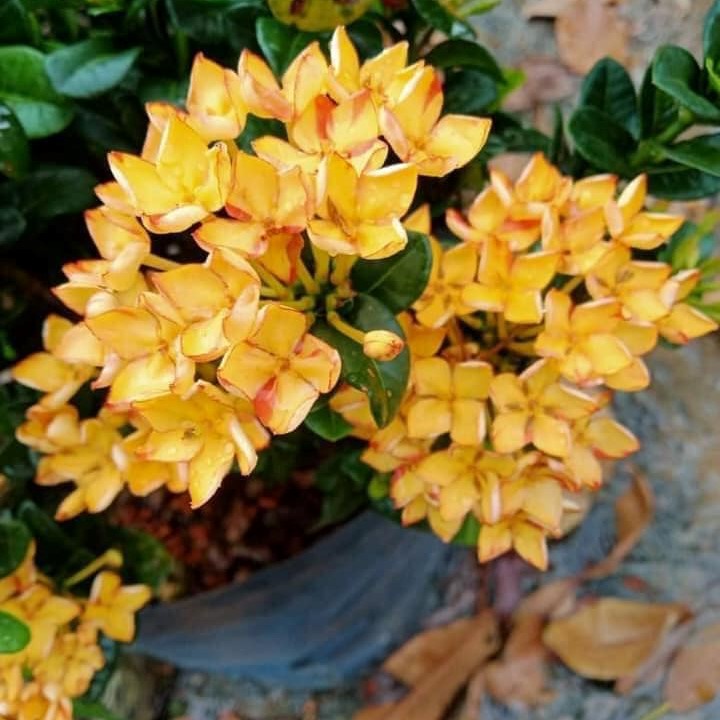 Anak Pokok Ixora Pelbagai ID Bunga Siantan Jejarum Pecah Periuk ...
