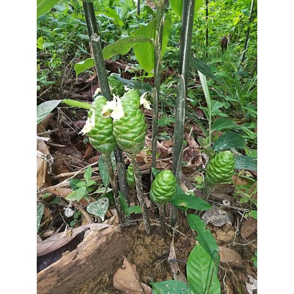 Lempoyang bunga Merah dan Hijau | Shopee Malaysia