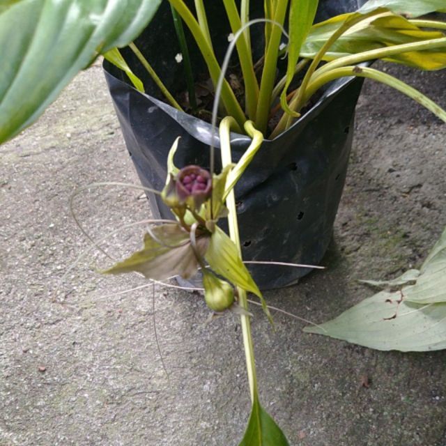 Pokok Janggut Adam / Belimbing Tanah (anak pokok) | Shopee Malaysia