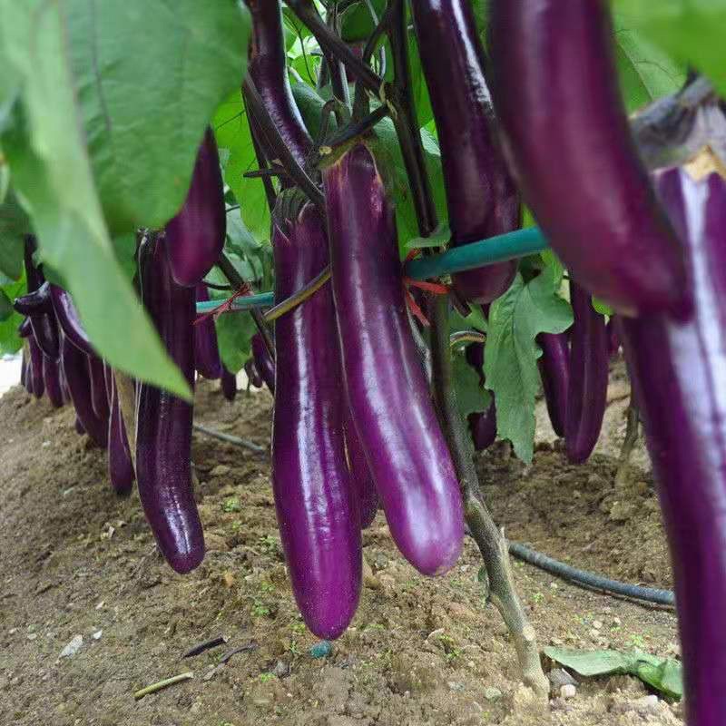 Terung Panjang Ungu 25pcs / Purple Wonder Eggplant Long 紫长茄 | Shopee ...