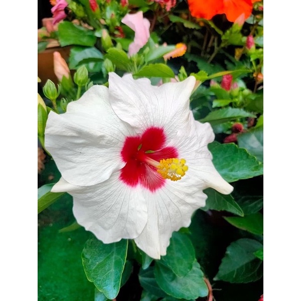bunga raya hybrid/hibiscus | Shopee Malaysia