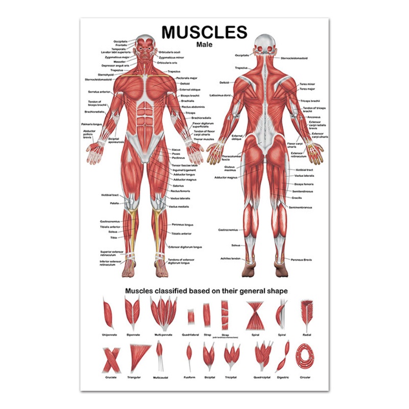 blg Muscular System Anatomical Poster Muscle Anatomy Chart In front ...