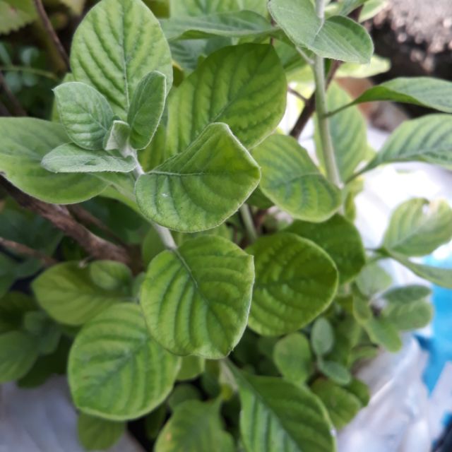 Pokok Polpala @Mountain Knot Grass/Aerva Lanata | Shopee Malaysia