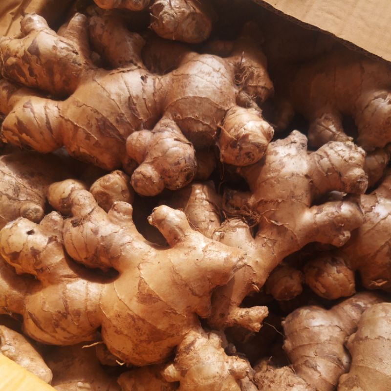 Thailand Ginger Halia Tua 1 kg | Shopee Malaysia