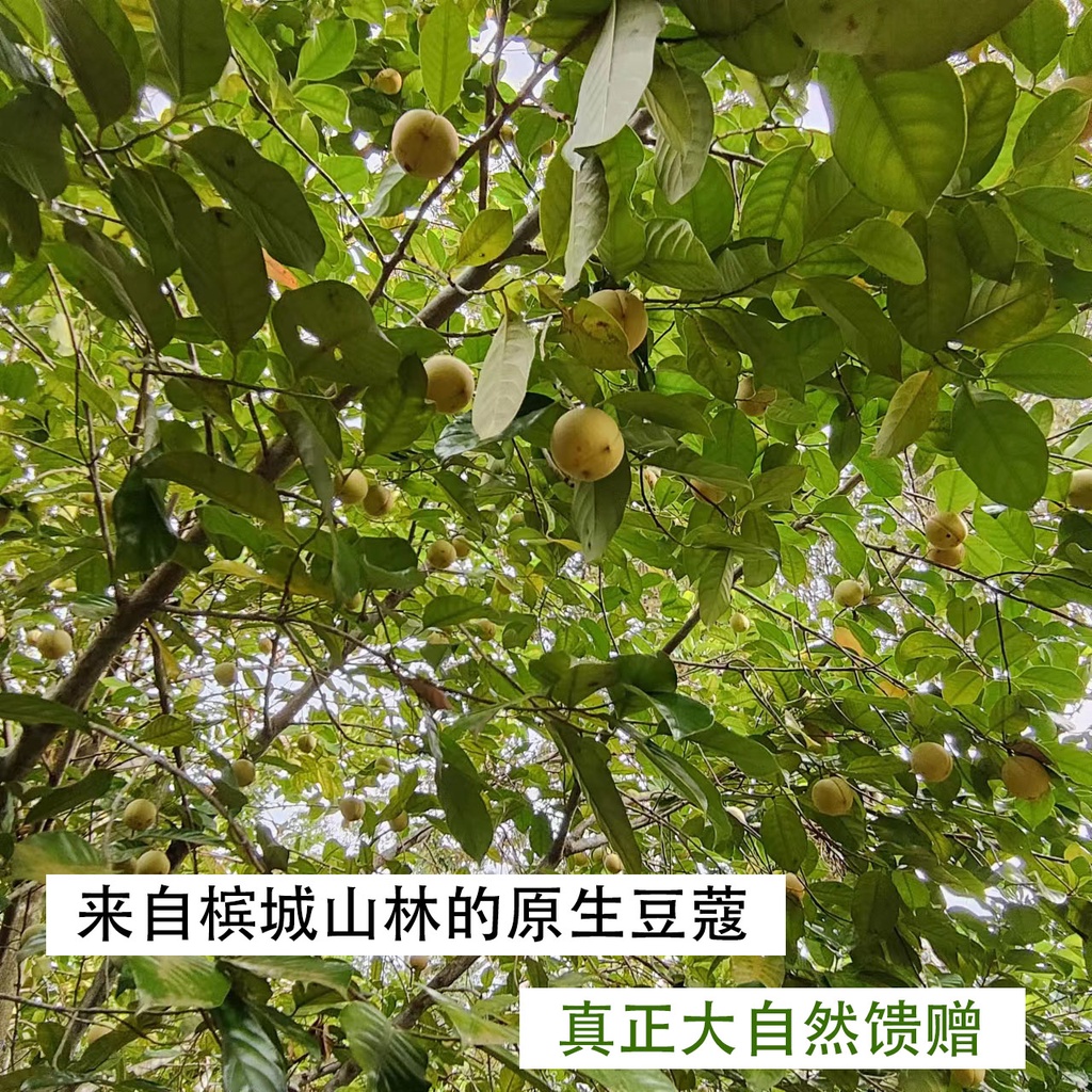 【Homemade】 Concentrated Nutmeg Syrup Penang Traditional Nut Meg Juice ...