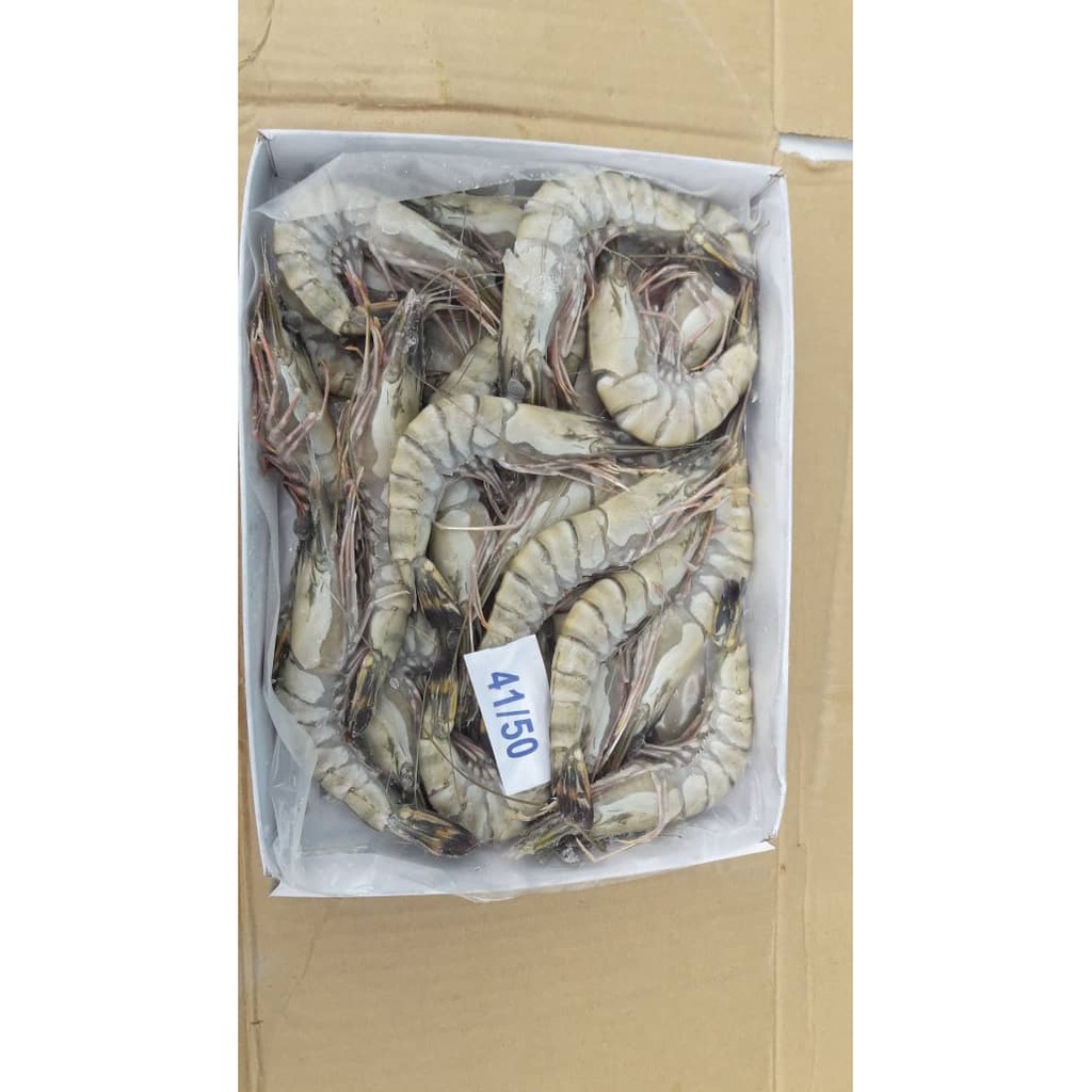 Black Tiger Prawn - Hoso 41/50 | Shopee Malaysia