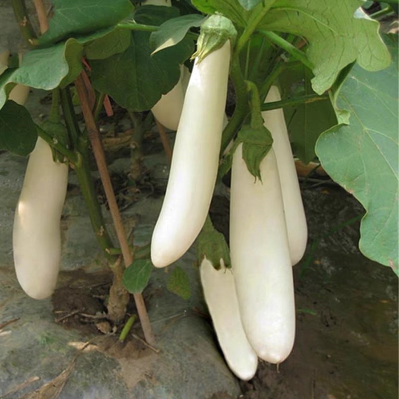 Pelbagai biji Benih terung /Various eggplant seeds 各种茄子种子 | Shopee Malaysia