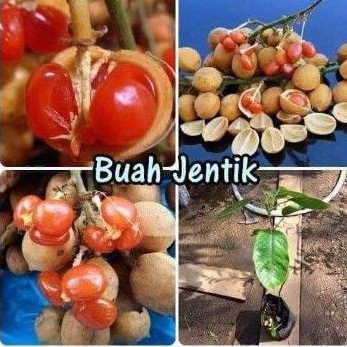 Pokok Buah Jentik real plant nadir rare | Shopee Malaysia