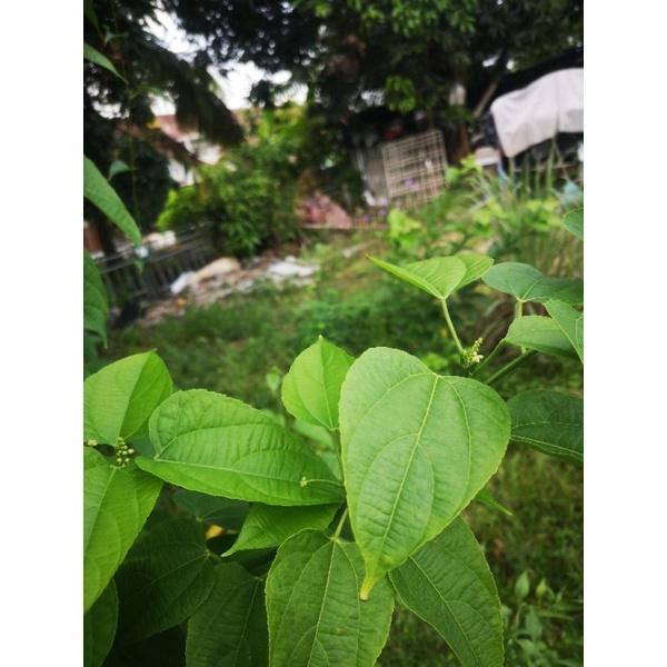 🌱Daun Sacha Inchi [ Kering / Hijau ], Benih, Anak Pokok Sacha Inci ...