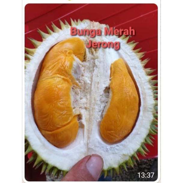 ANAK POKOK DURIAN BUNGA MERAH JERONG / JERUNG | Shopee Malaysia