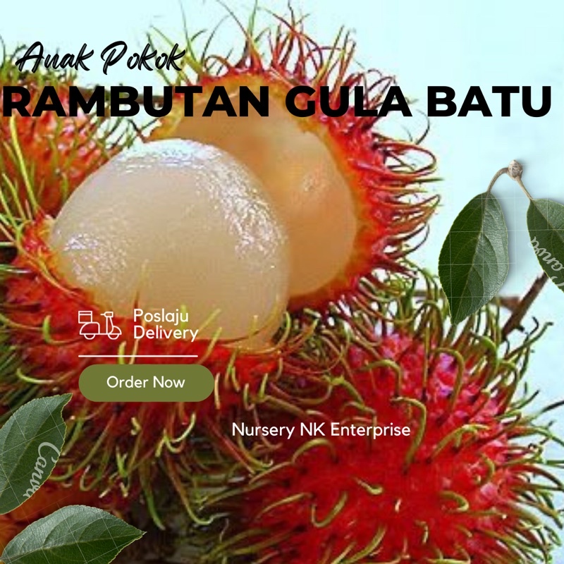 Anak Rambutan Gula Batu | Shopee Malaysia