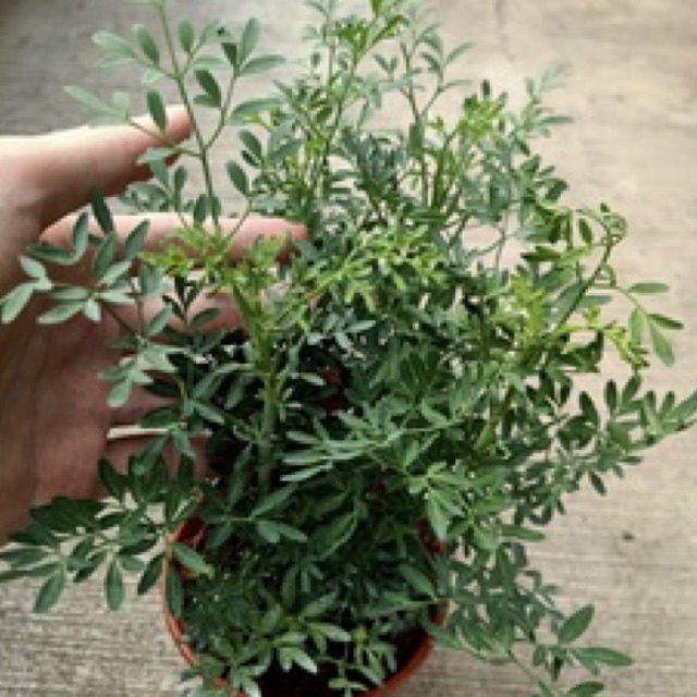 pokok garuda rawat gatal& selesema flu itchy RUTA RAVEOLENS live pokok ...
