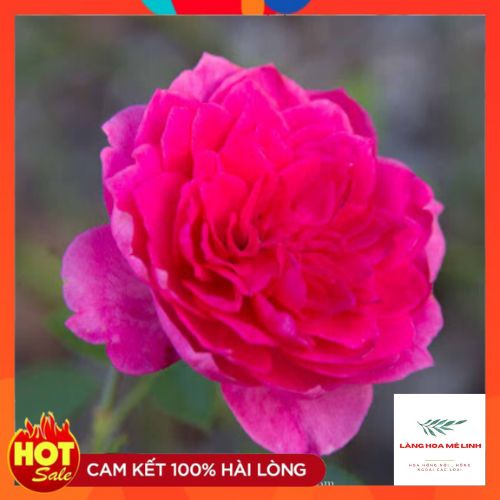 Ivor rose climbing rose is diligent and super durable - Me Linh Flower ...