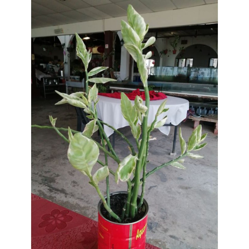 Devil Backbone Plant Fiddle Flower (Euphorbia Tithymaloides) | Shopee ...