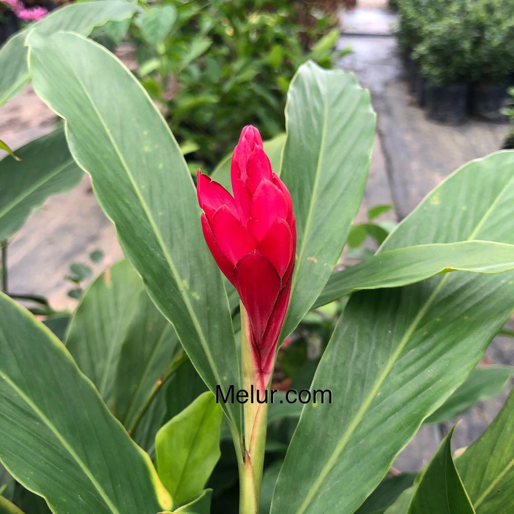 ANOR - Alpinia purpurata plant/ Anak Pokok Halia Merah / Red Ginger ...