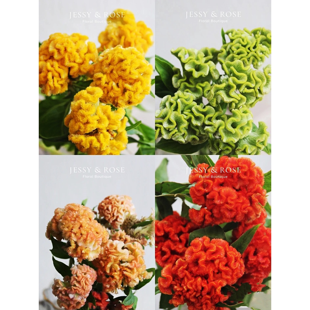 【HOT SALE】鸡冠花 种子 : Cockscomb Chief Rose Celosia Biji Benih Bunga Balung ...
