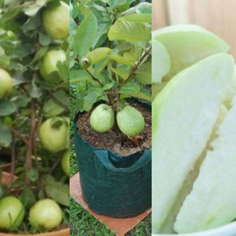 Jambu Seddless/Tiada Biji/Cepat berbuah | Shopee Malaysia