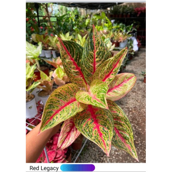 AGLONEMA /AGLAONEMA RED LEGACY IN 5 INCH POT | Shopee Malaysia