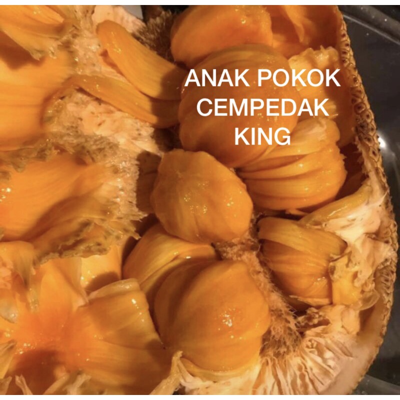CEMPEDAK ANAK POKOK CEMPEDAK KING Jack Fruit Plant | Shopee Malaysia