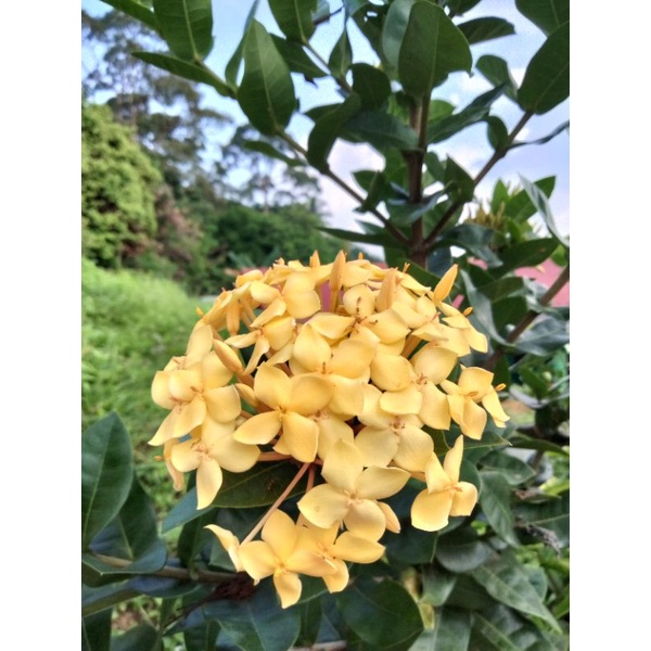 4 keratan pokok ixora (jejarum) - tanaman kampung tahan lasak warna ...