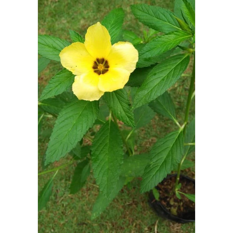 Keratan Bunga Tunera Kuning (6 keratan) | Shopee Malaysia