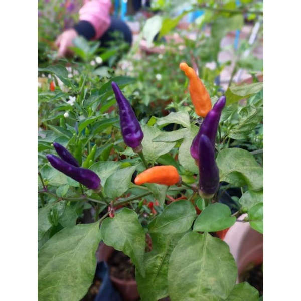 Anak pokok cili purlpe/cili bunga/cili hiasan | Shopee Malaysia