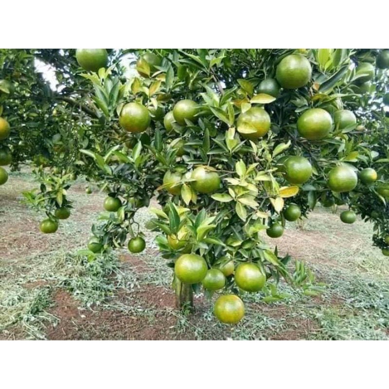 Anak Pokok Limau Madu Chokun cepat berbuah dalam masa 1 tahun | Hybrid ...
