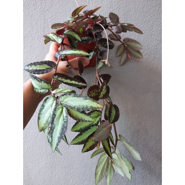 Trailing Watermelon Begonia (Procris repens) 3" pot | Shopee Malaysia
