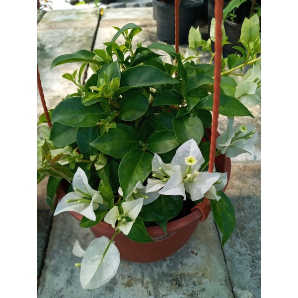 bunga kertas jenis gantung # juntai # outdoor plant. | Shopee Malaysia