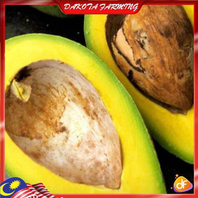 Anak Pokok Avocado Booth 8 Pokok Kawin Import Dari Thailand Cepat ...