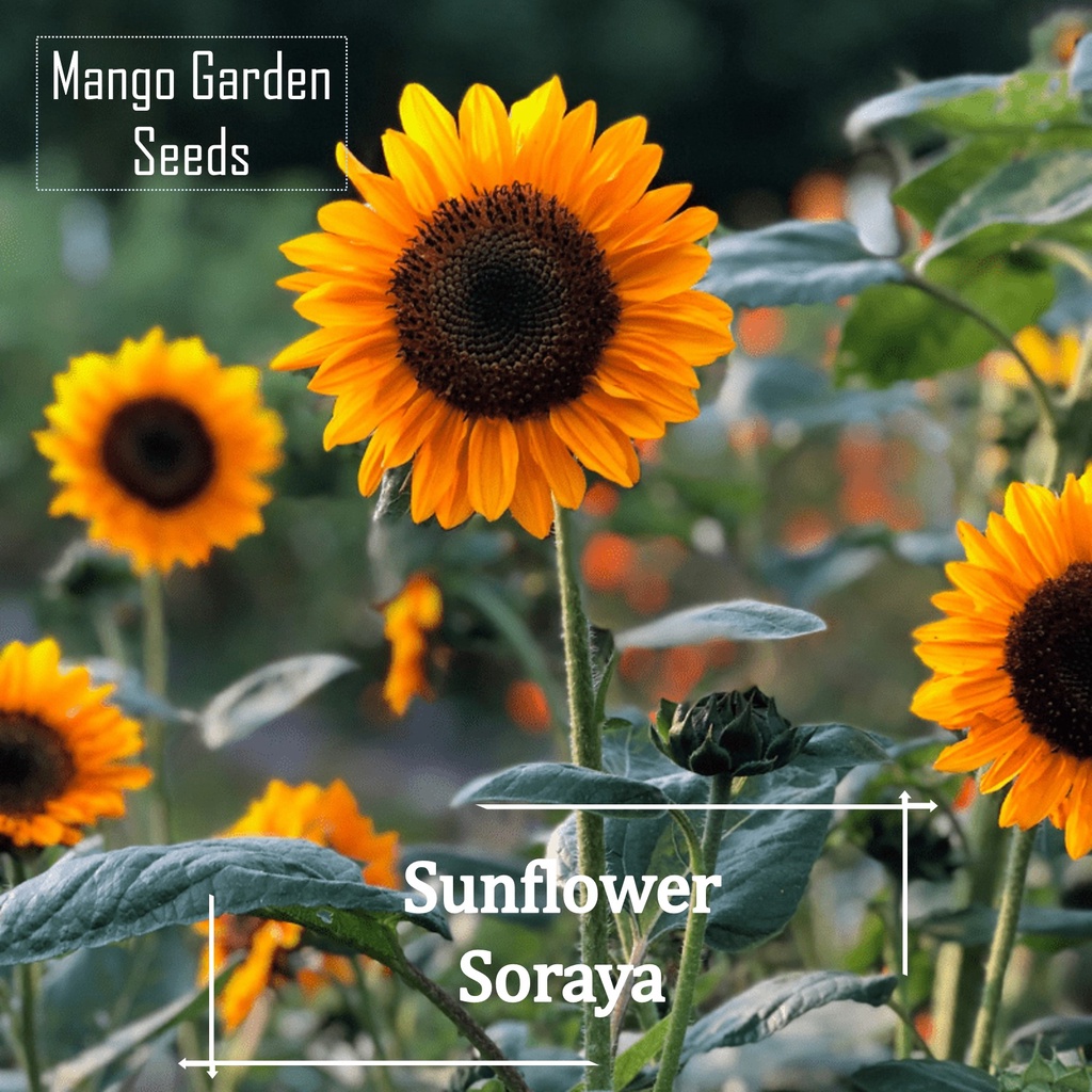 Soraya Sunflower Seeds - 8 Seed *Pot Friendly* Tanam Pasu, Cut Flower ...