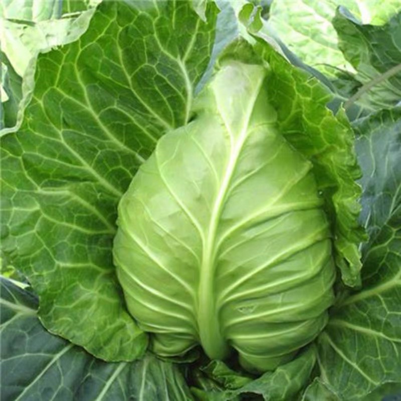 100‘SEED - Sweet Oval Cabbage seed /Benih Kobis Bujur Manis | Shopee ...
