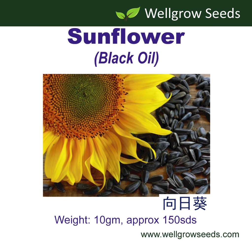 Sunflower Black Oil (10gm, ≈150sds) 向日葵 太阳花种子 Biji Benih Bunga Matahari ...