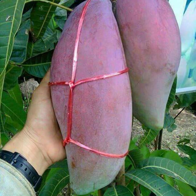 Saiz pokok 4kaki.pokok mangga red big fruit elephant with smooth ...