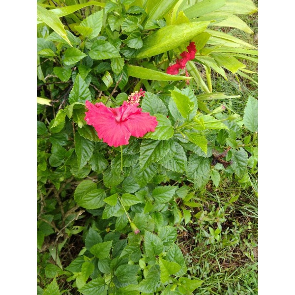 keratan Pokok bunga Raya (merah) | Shopee Malaysia