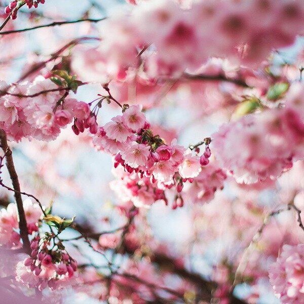 5pcs Sakura Seeds Garden Bonsai Tree Live Plant Beautiful Japanese ...