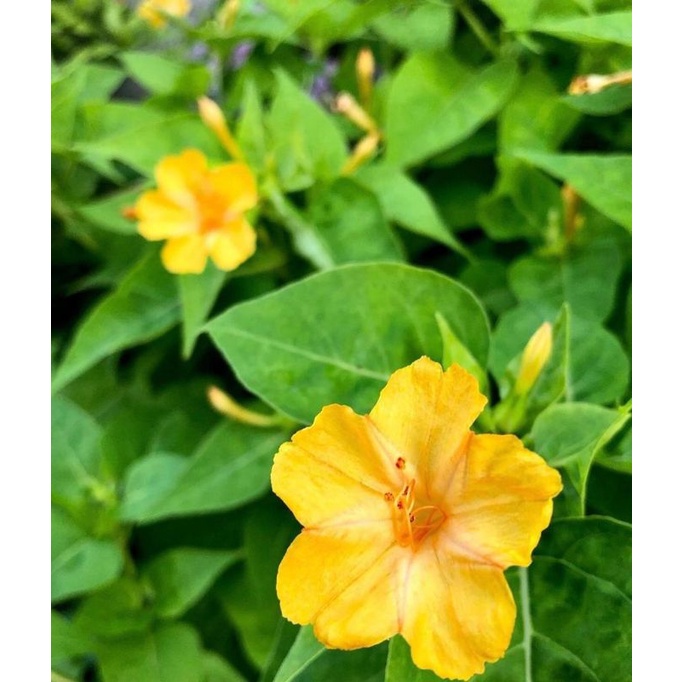 Warna Kuning Bunga Pukul 4 Four o clock Seed Biji Benih Tanaman Sendiri ...