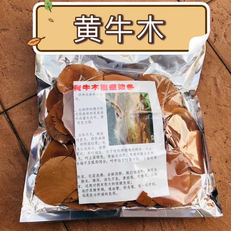 黄牛木 Geronggang / Yoke-wood tree /Yellow cow wood | Shopee Malaysia