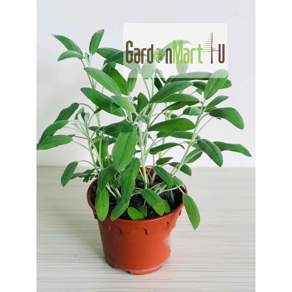 GM4U Herbs Plant Pokok Herba Lavender|Lemon Balm|Thai Basil|Rosemary ...