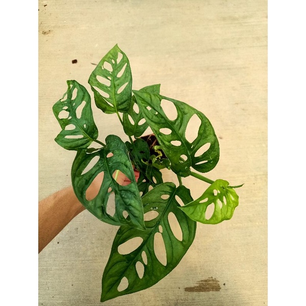 [Paling Horticulture Sdn Bhd] Monstera Obliqua Expilata 仙洞龟背竹 ...