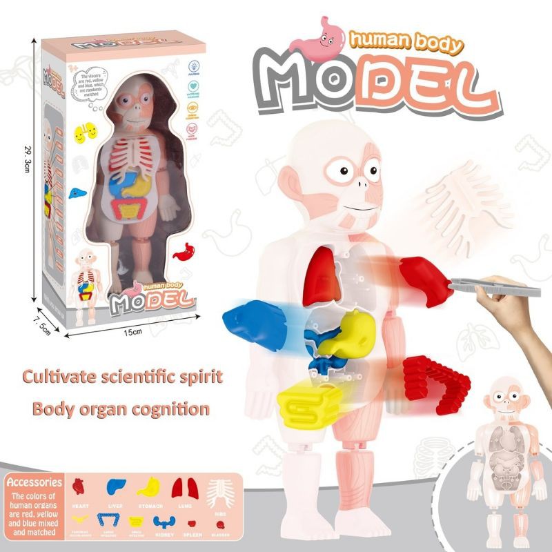 🇲🇾 Ready stock!! Kids Human Body Organs Assemble Toy Biology Science ...
