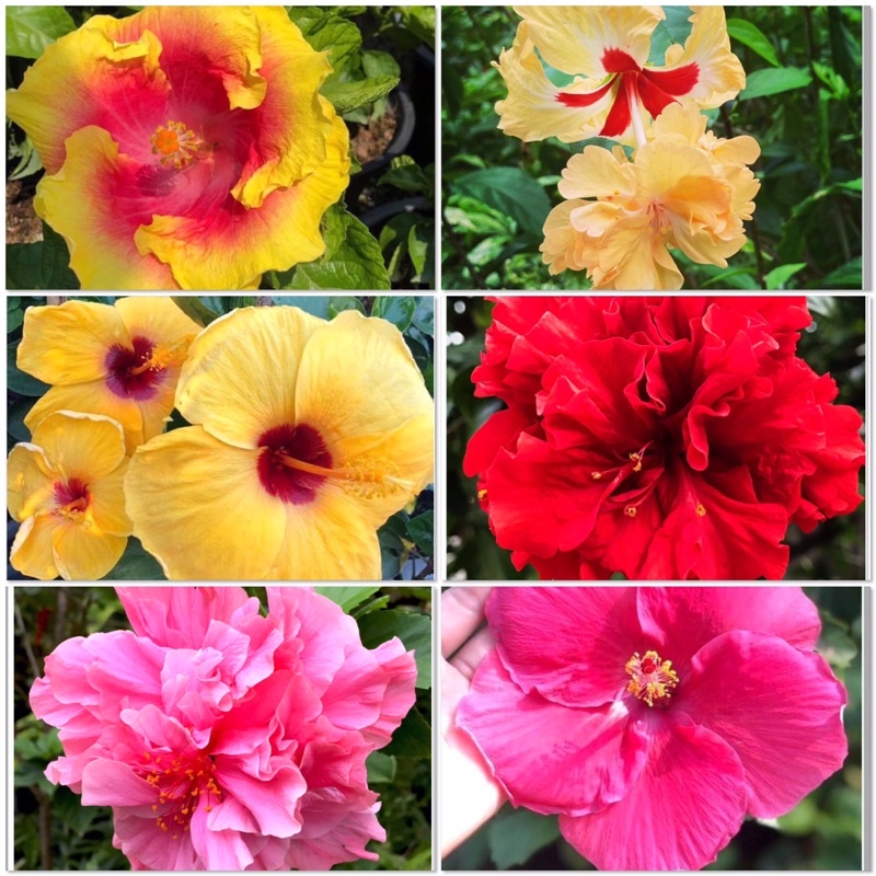 🌺🌺bunga raya / hibiscus hybrid/tahiti/thai🌺🌺 | Shopee Malaysia
