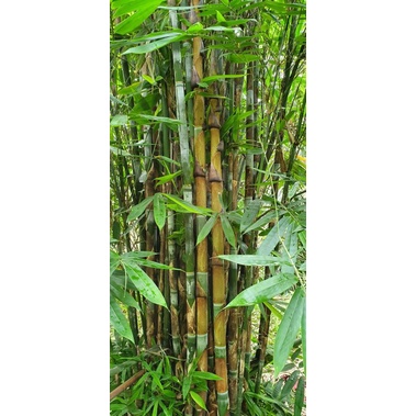 ANAK POKOK BULUH LEMANG/BULUH LEMANG/ANAK POKOK BULUH LEMANG BERAKAR ...